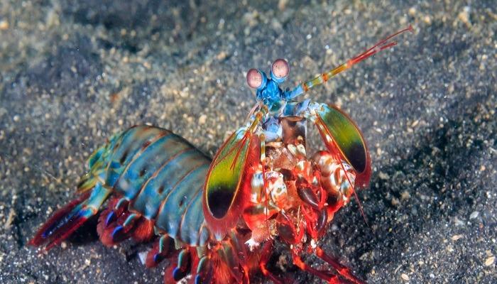 Canocchia Pavone: un gambero assai speciale con abilità altrettanto ...