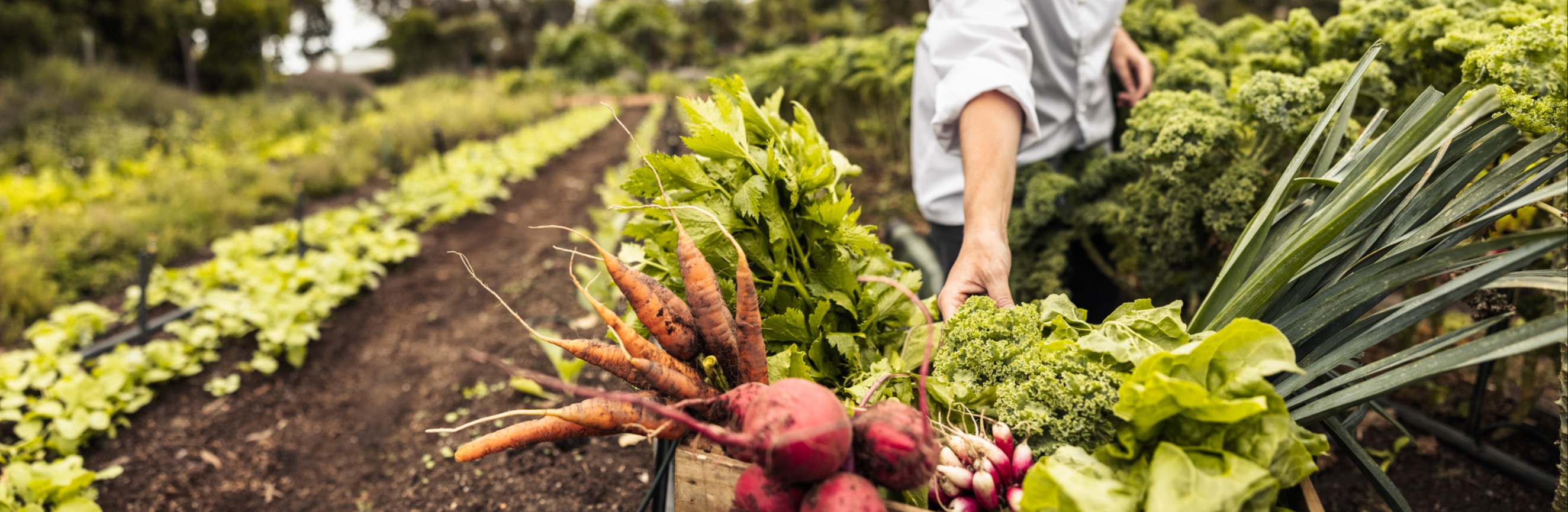 Webinar Analyzing Economic Impact Of Farm To School Programs