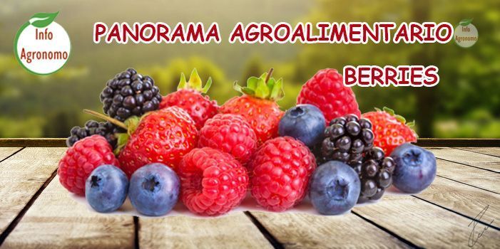 Panorama Agroalimentario de los Berries - InfoAgronomo