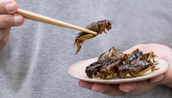 Cosechan millones de grillos y los convierten en alimentos ricos en ...