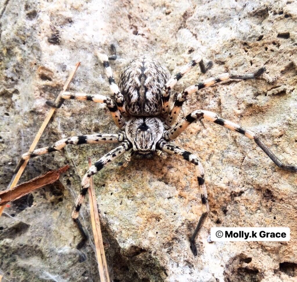 The wonders of Spanish Spiders..not the myths! – Inglorious Bustards