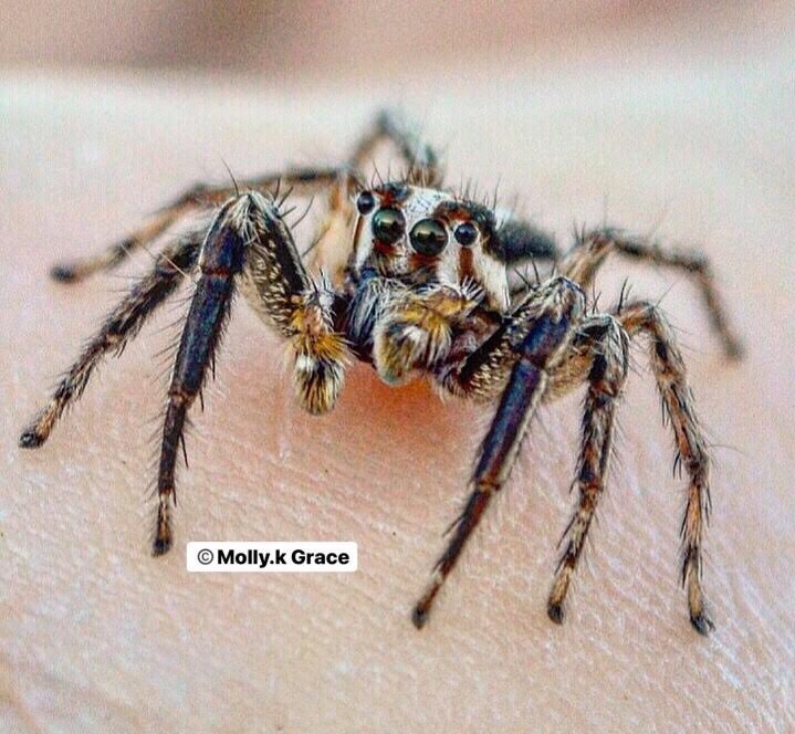 The wonders of Spanish Spiders..not the myths! – Inglorious Bustards