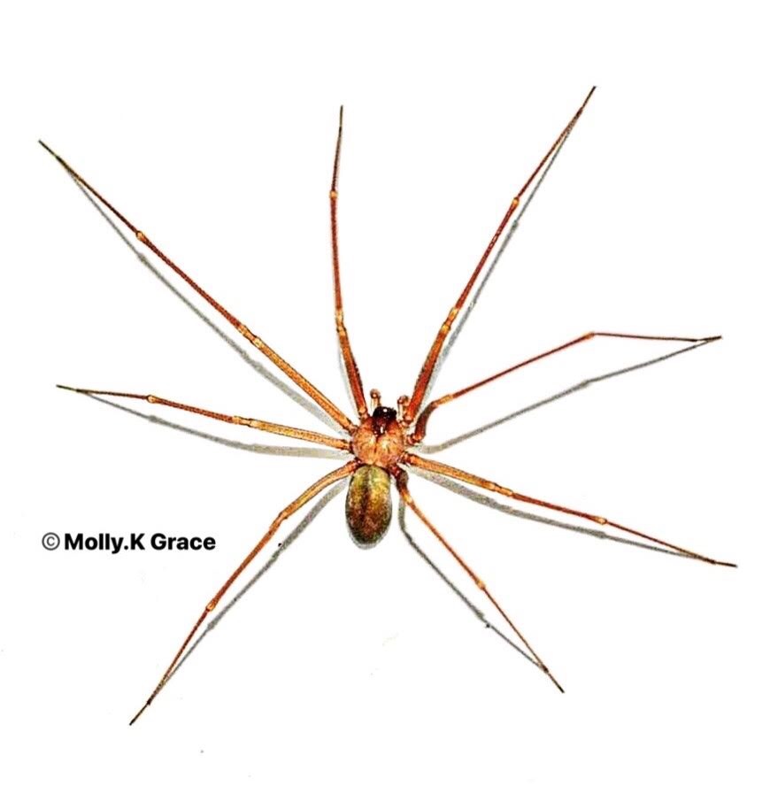 The wonders of Spanish Spiders..not the myths! – Inglorious Bustards