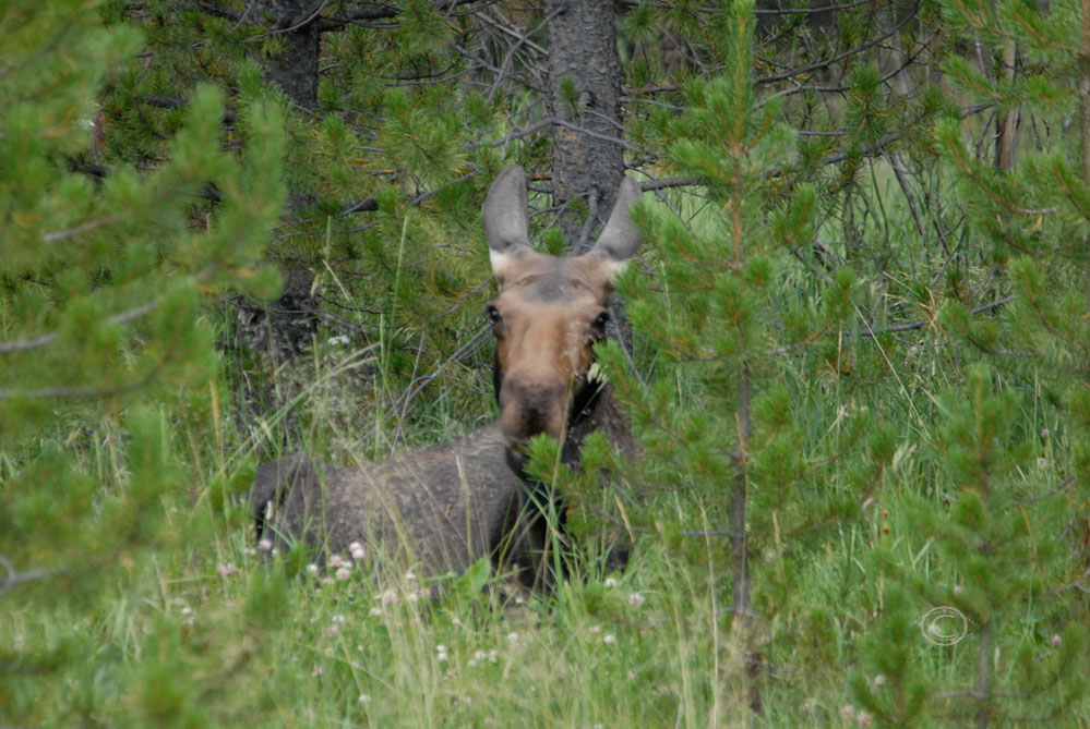 Rocky Mountain National Park – Day 2 | inkinthebranches