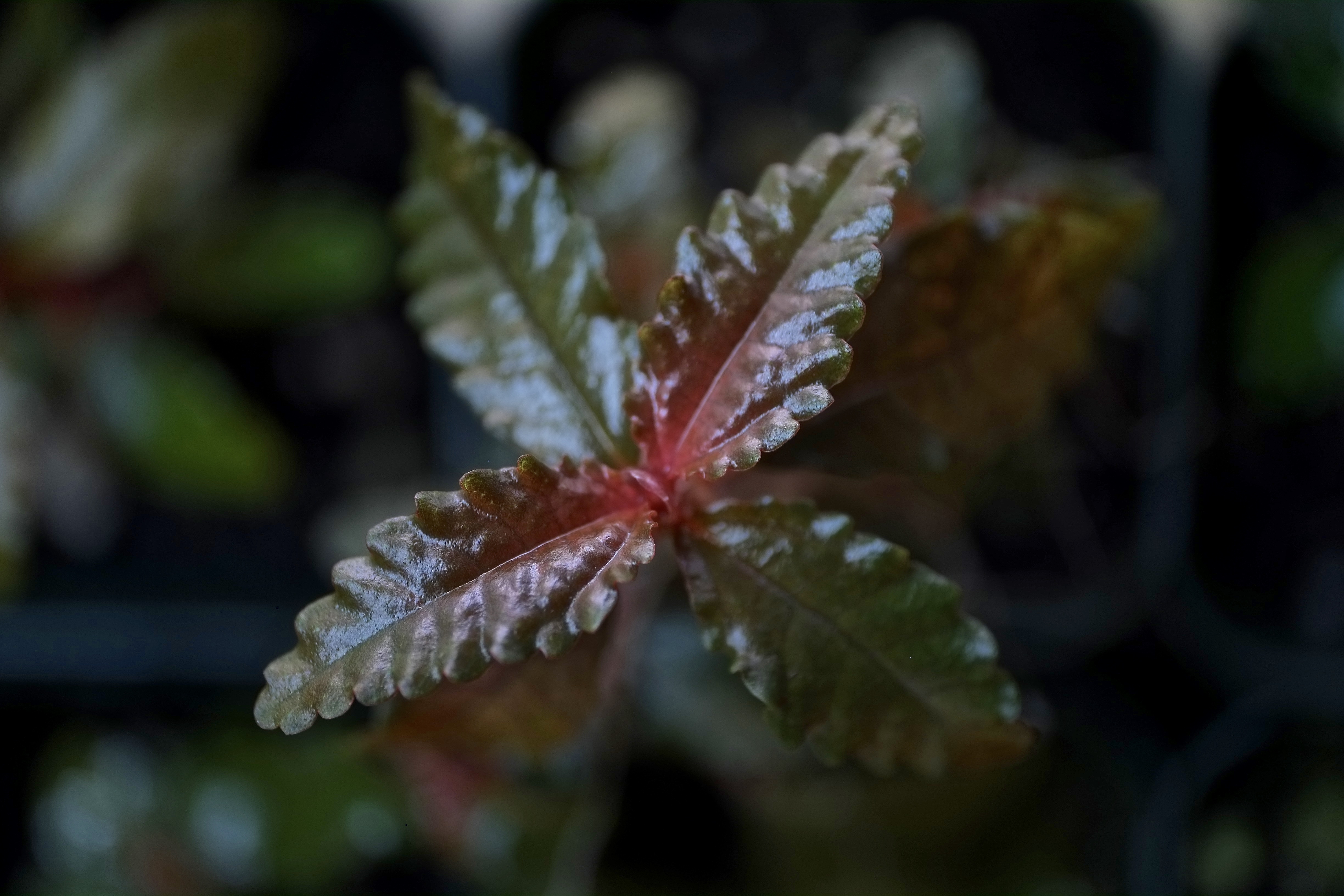 Pilea sp. Red Ecuador – IN SEARCH OF SMALL THINGS