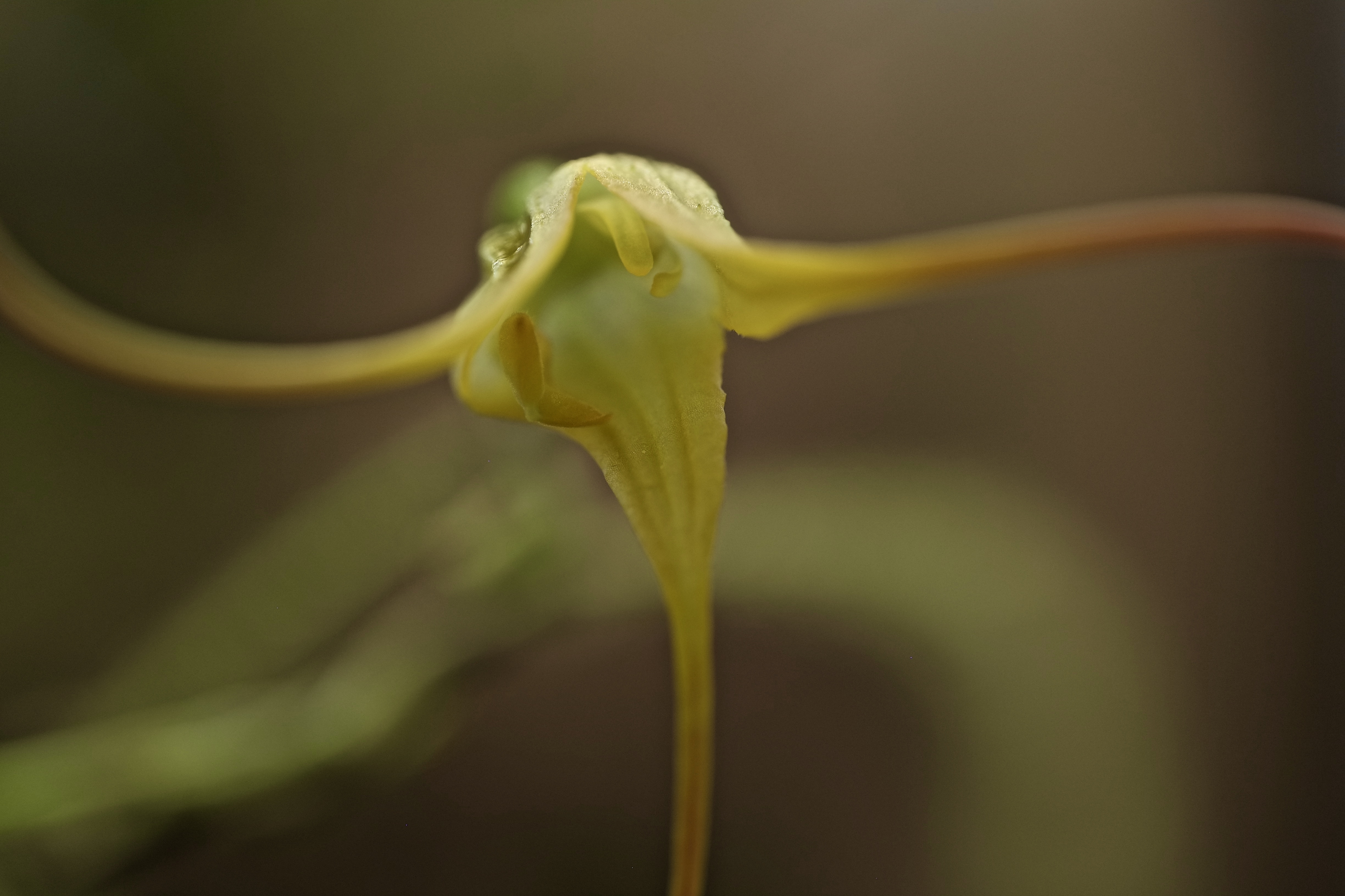 Porroglossum muscosum 'yellow' - IN SEARCH OF SMALL THINGS