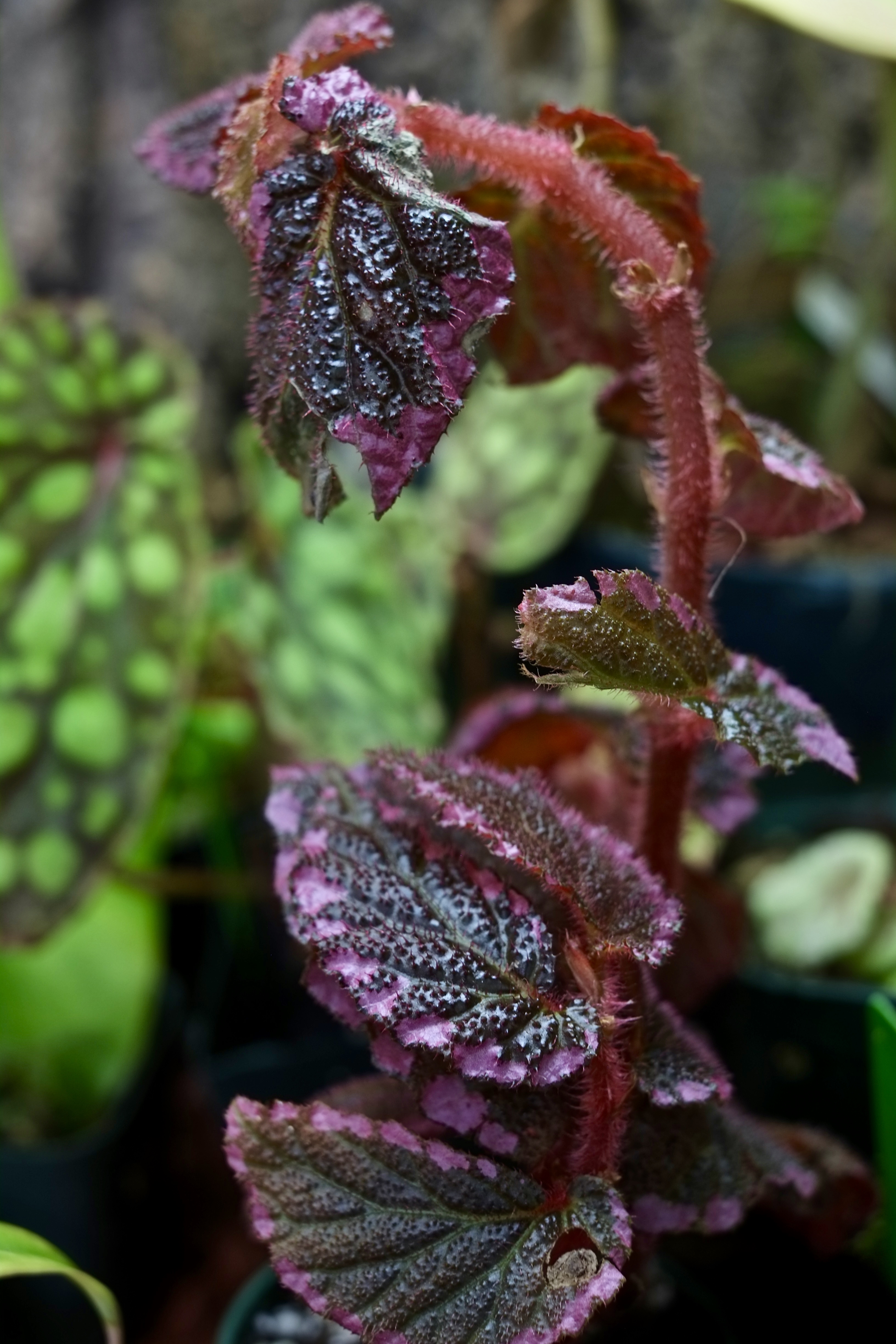 Begonia U012 (Symbegonia U012) - IN SEARCH OF SMALL THINGS