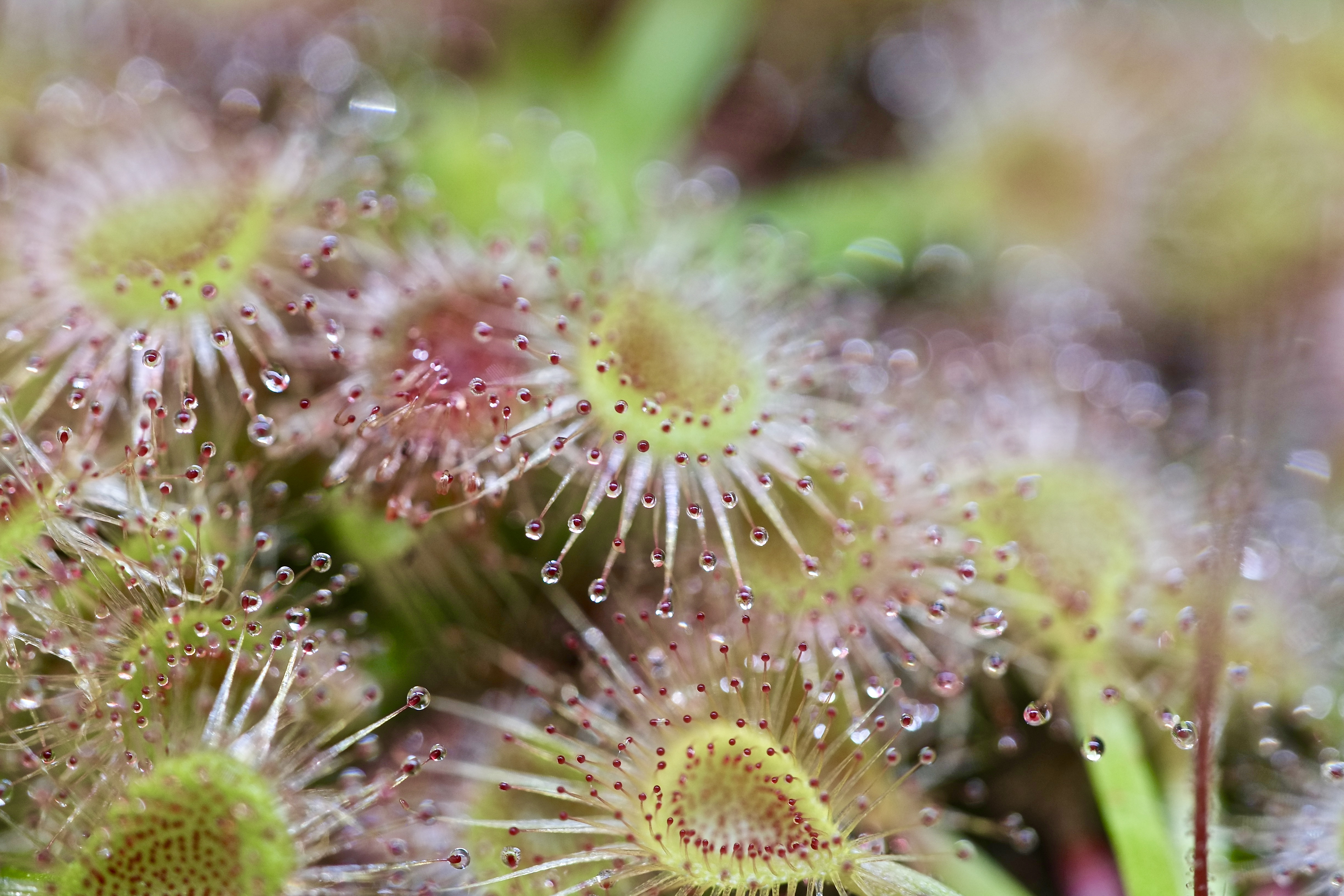 Drosera pulchella ‘pink flower’ – In Search of Small Things