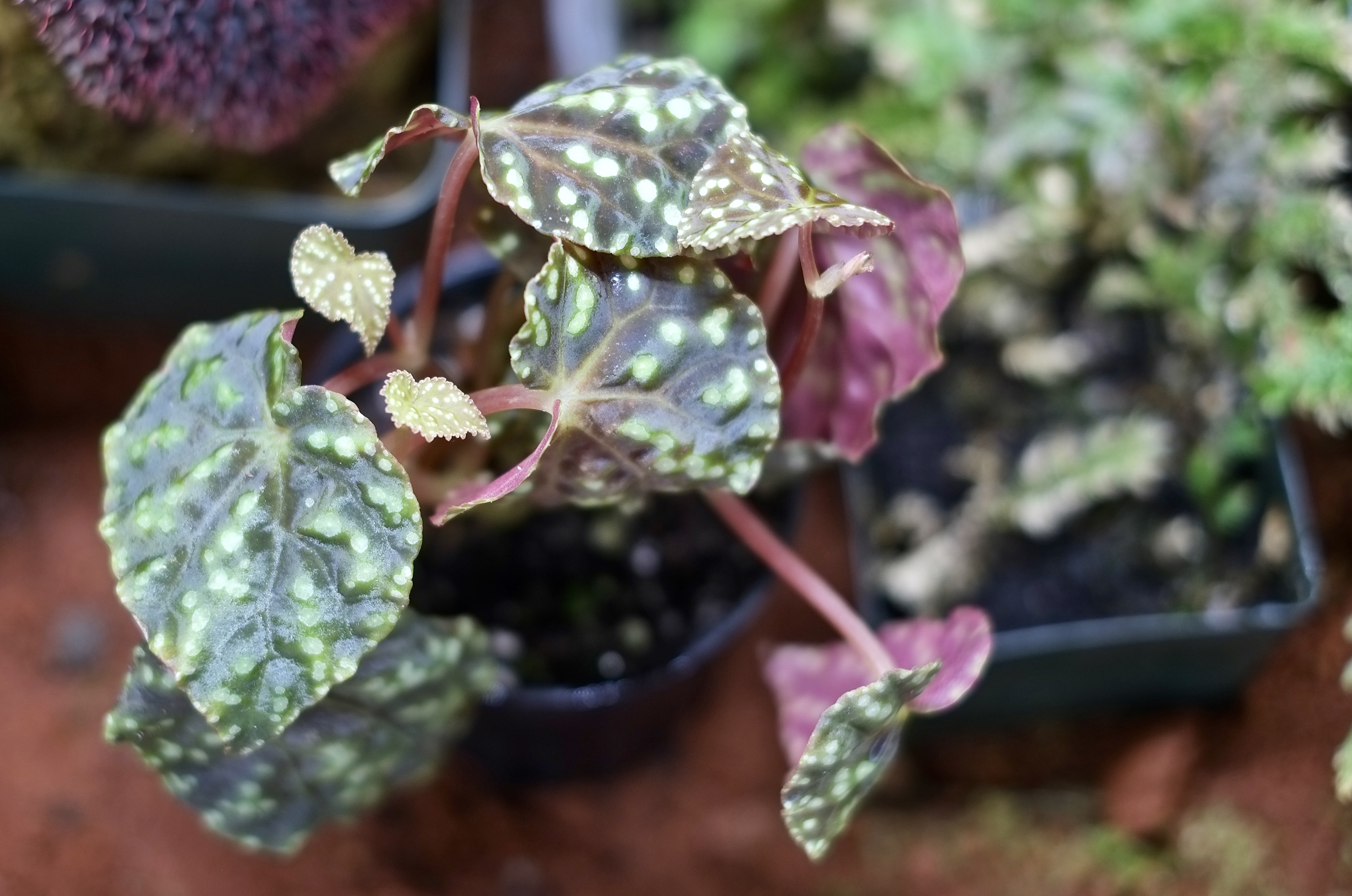 Begonia U641 - IN SEARCH OF SMALL THINGS