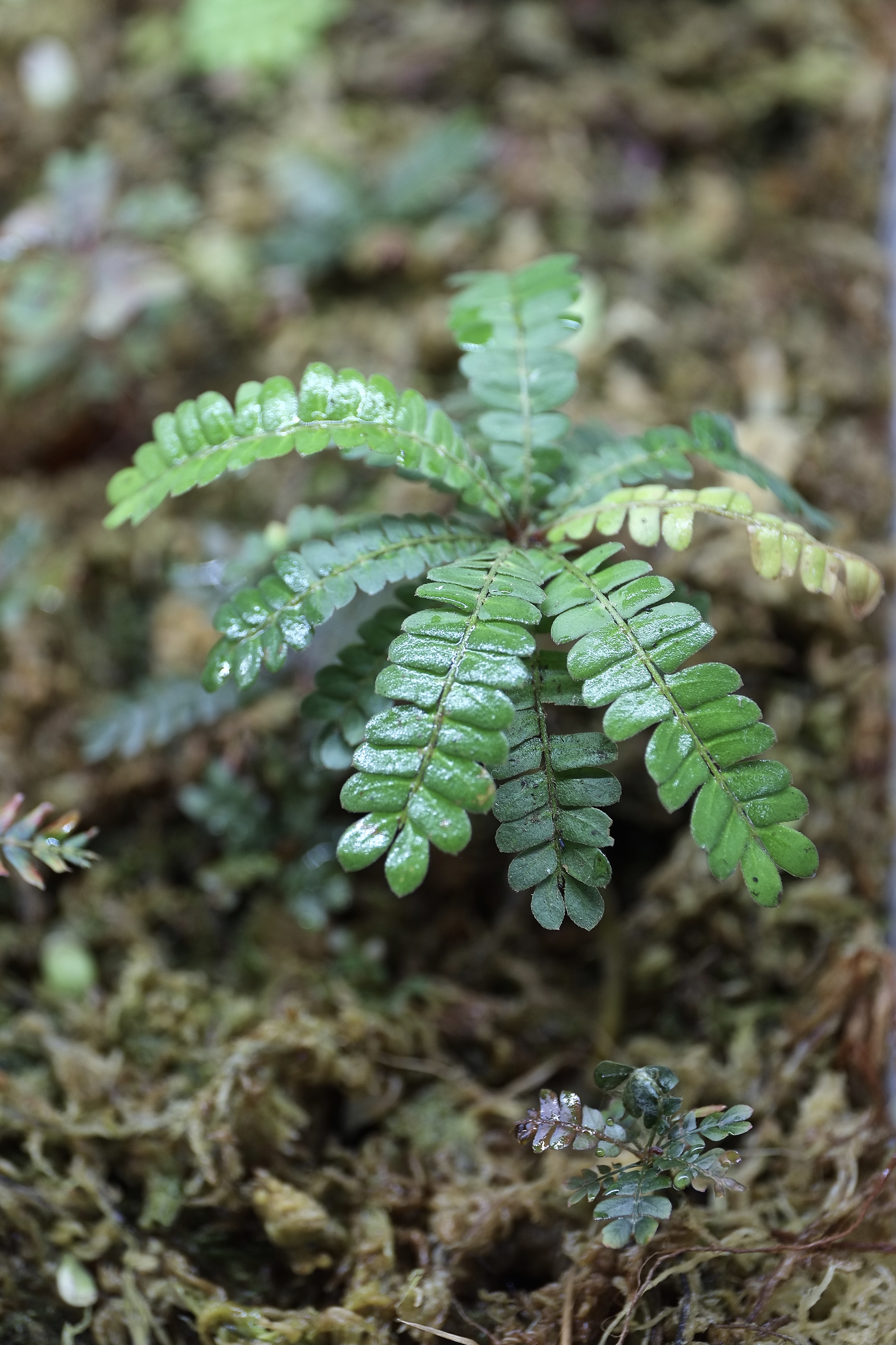 Biophytum sp. Ecuador II - IN SEARCH OF SMALL THINGS