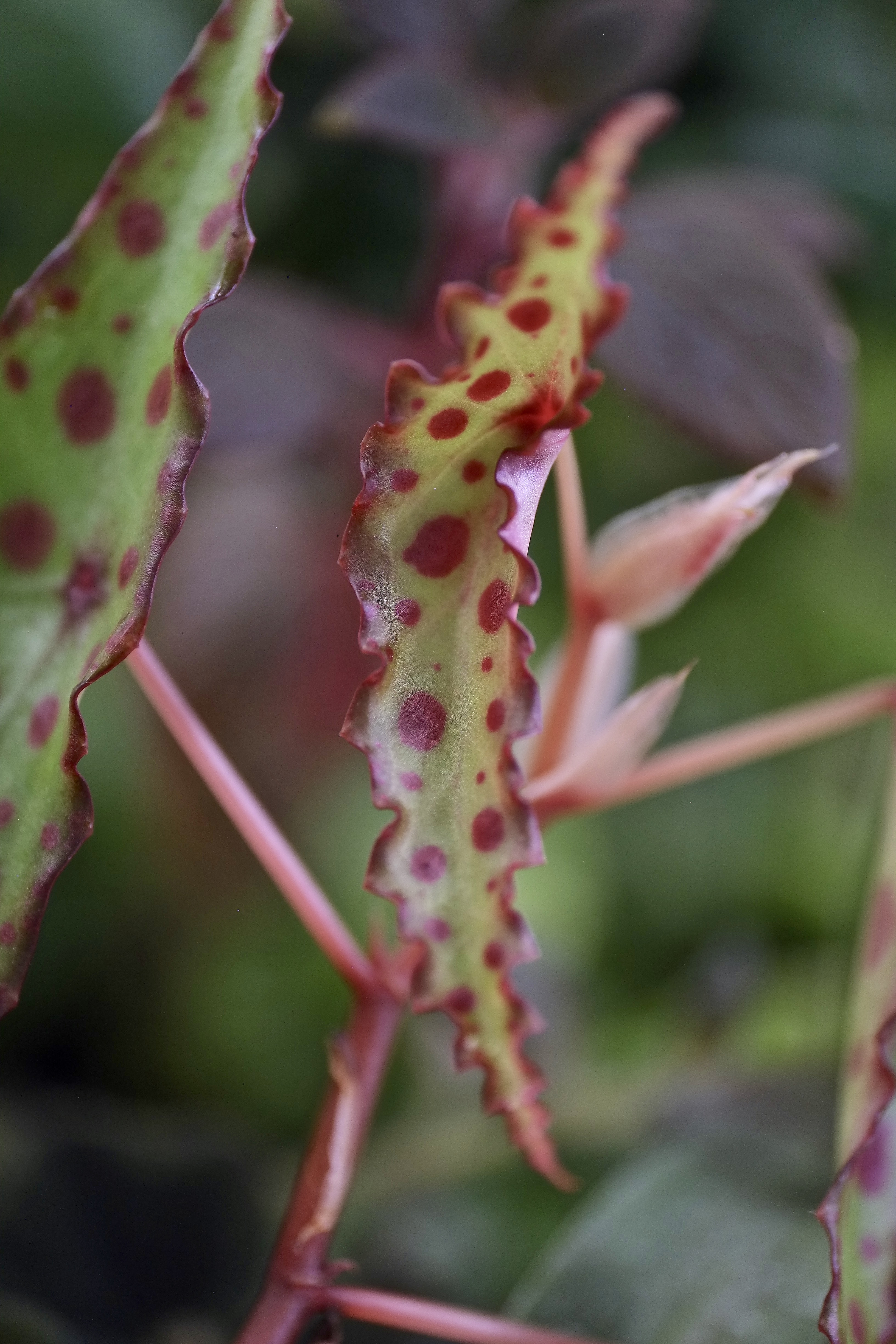 Begonia amphioxus - IN SEARCH OF SMALL THINGS