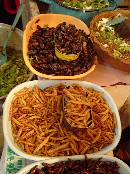 Going Buggy: Cooking up a World of Insects at Home - InsectRecipes.com ...