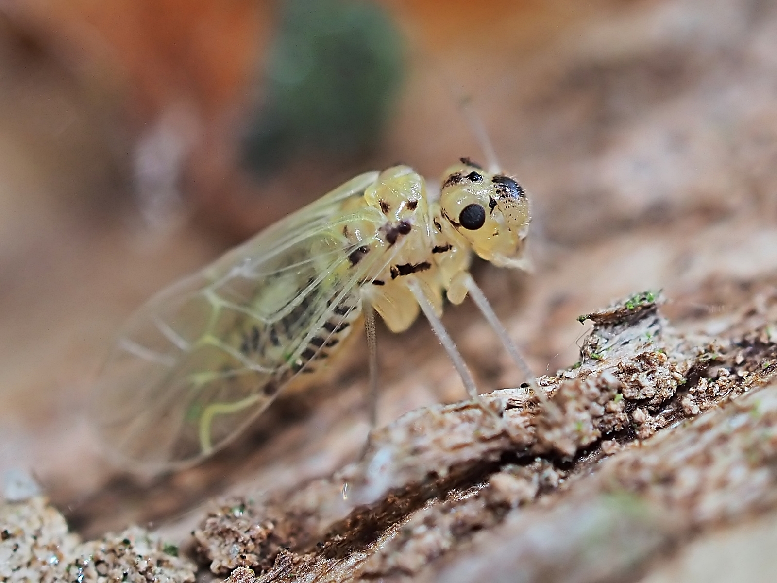 Psocus bipunctatus – Psotnik dwukropek | Insektarium