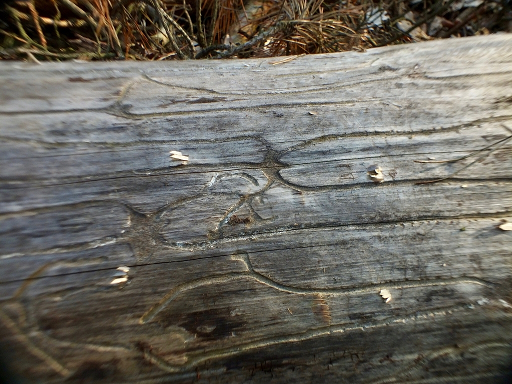 Ips acuminatus – Kornik ostrozębny | Insektarium