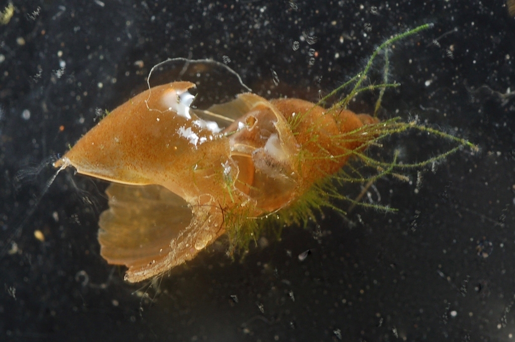 Hydrophilus aterrimus – Kałużnica czarna | Insektarium