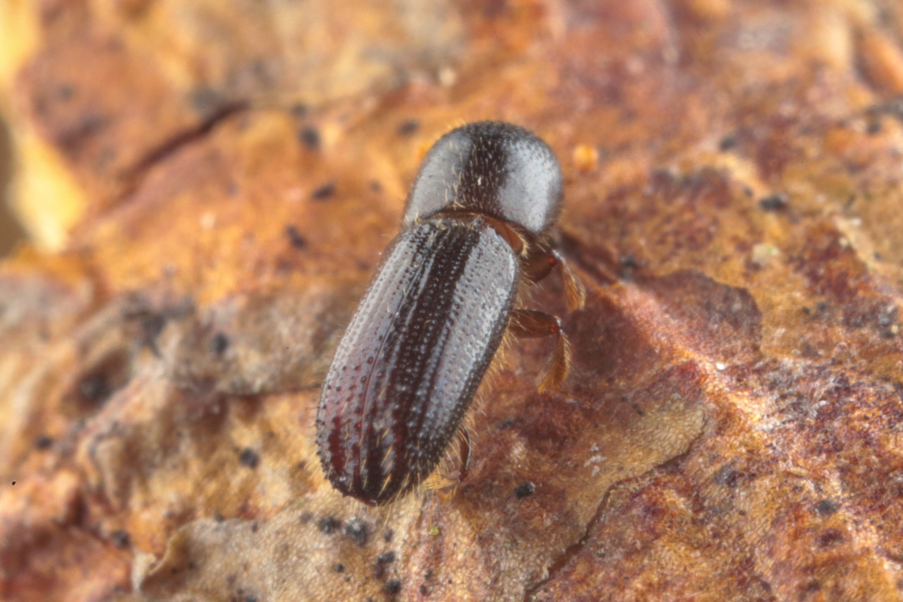 Xyleborinus saxesenii – Drwalniczek Saksesena | Insektarium
