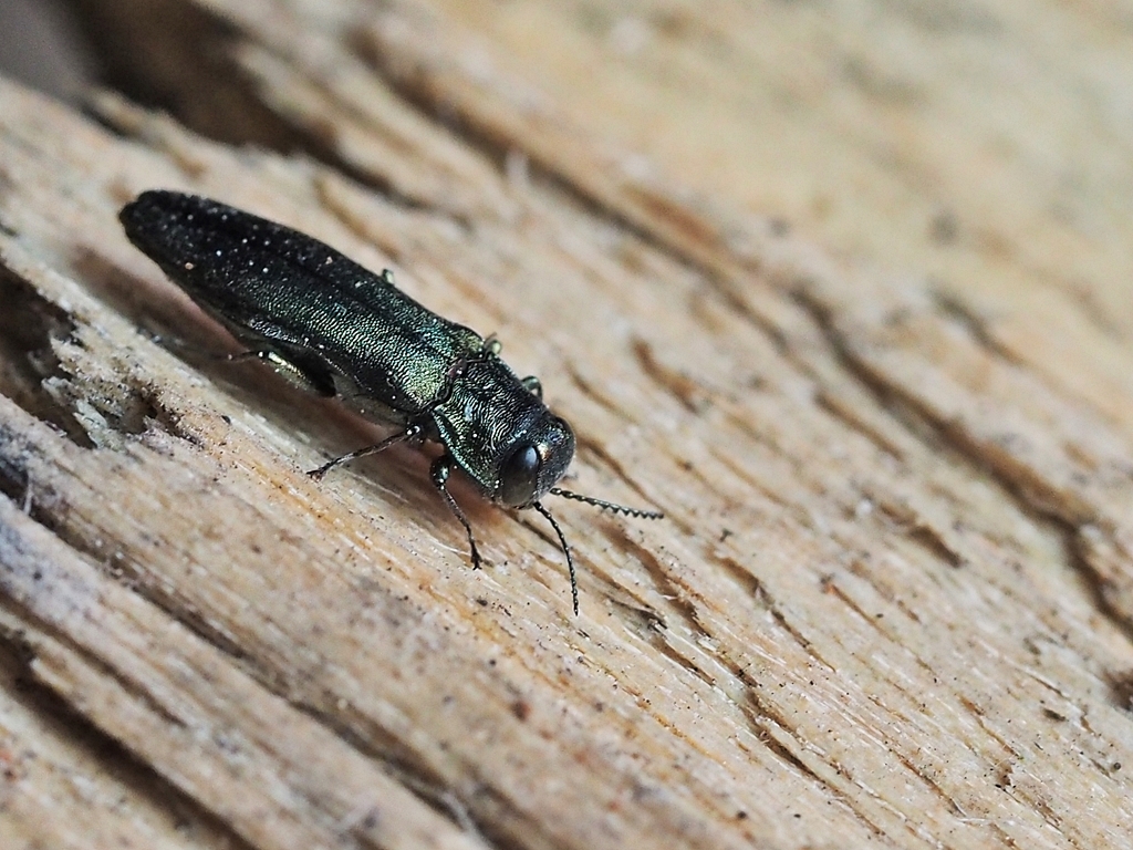 Agrilus angustulus – Opiętek zwężony | Insektarium