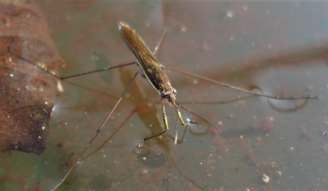 Gerris. | Insektarium