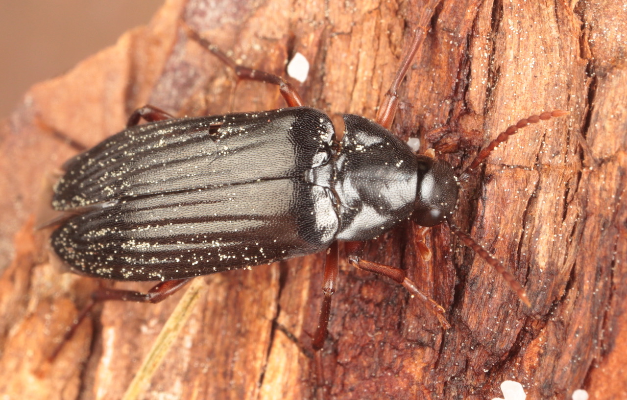 Melandrya barbata – Śniadek czerwononogi | Insektarium