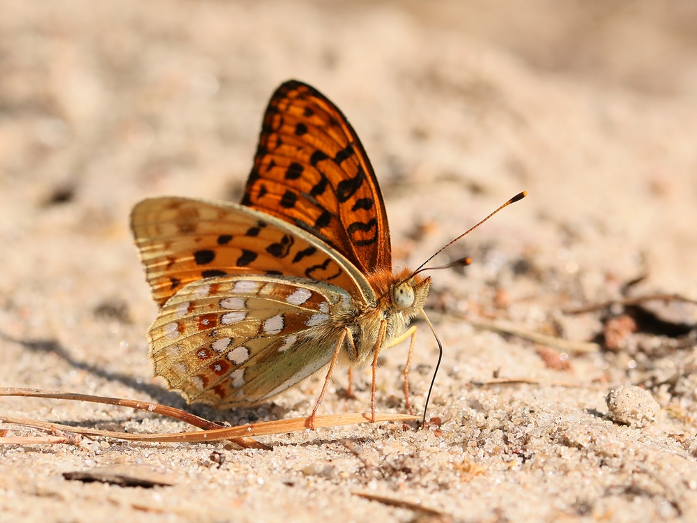 Argynnis adippe – Perłowiec adype | Insektarium
