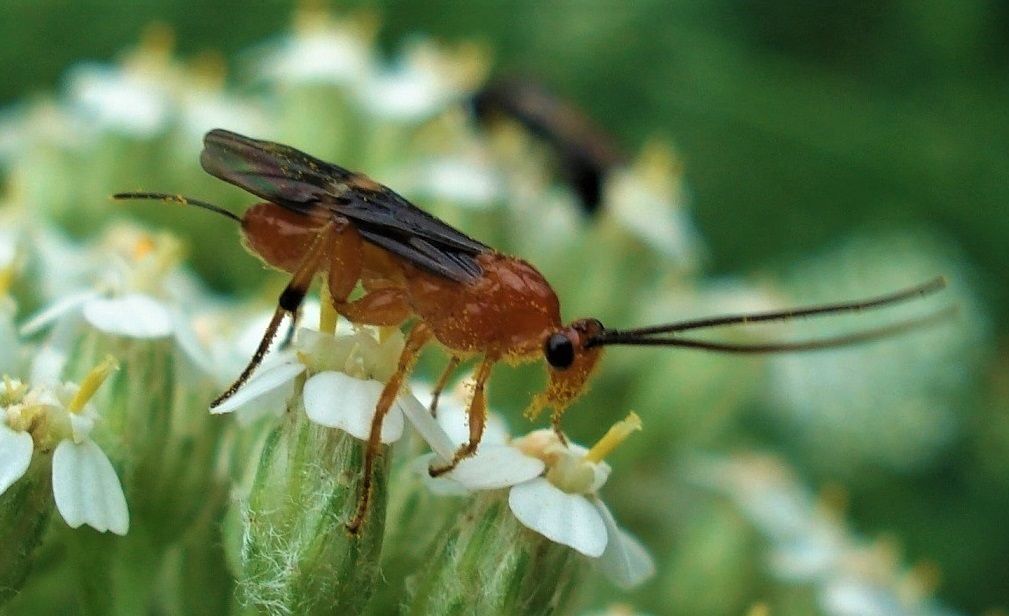 Cremnops desertor | Insektarium