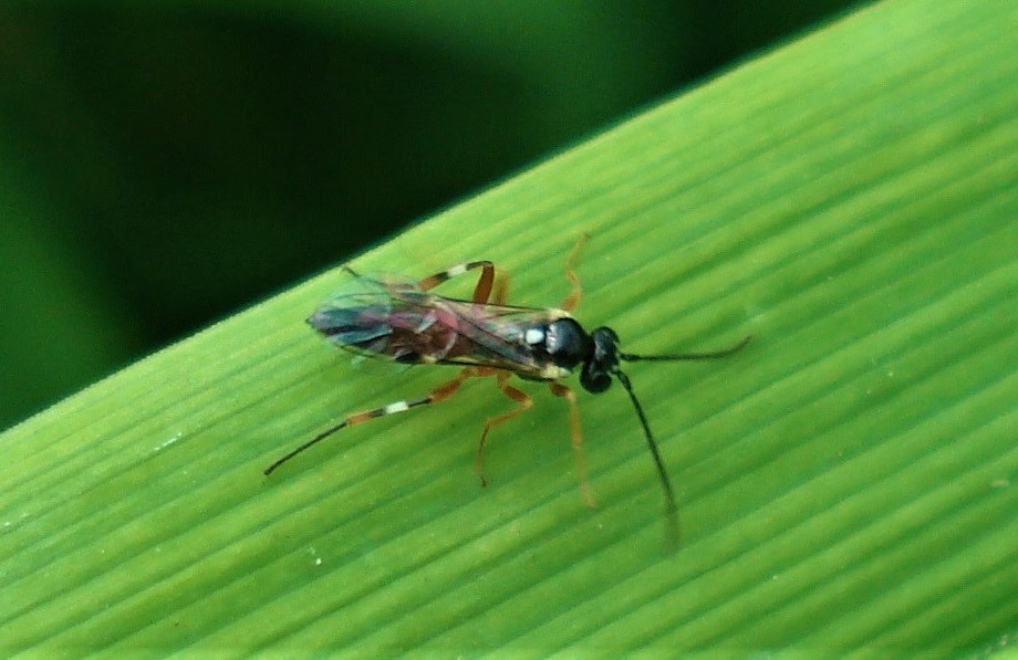 Diplazon laetatorius – Pięknisk bzygowiec | Insektarium