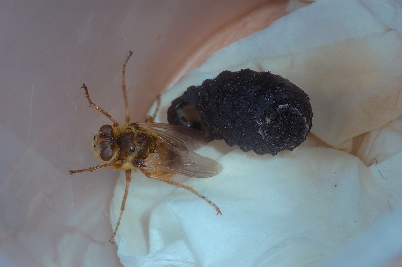 Hypoderma diana – Bydleń jeleni | Insektarium