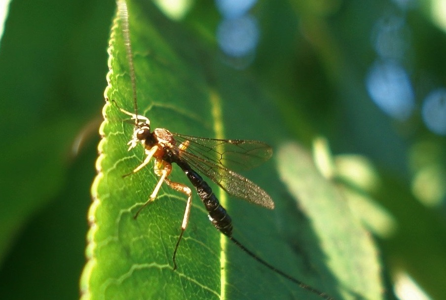 Ichneumonidae album | Insektarium