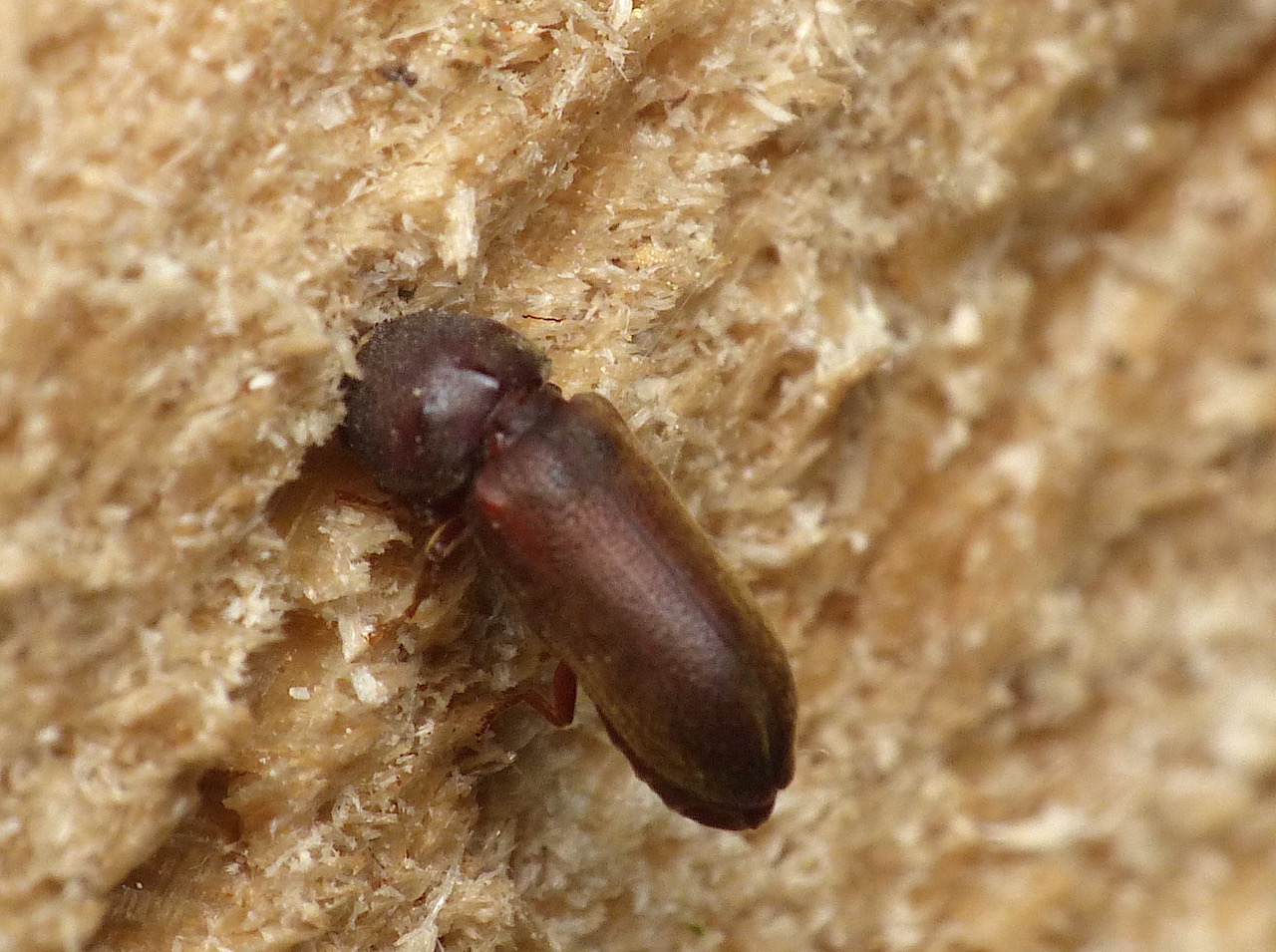 Ptilinus ruficornis | Insektarium