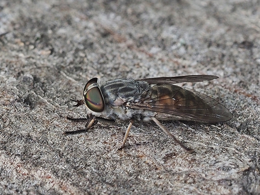 Tabanus bromius – Bąk szary | Insektarium