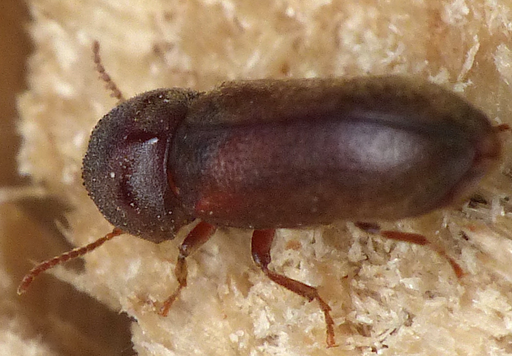 Ptilinus ruficornis | Insektarium