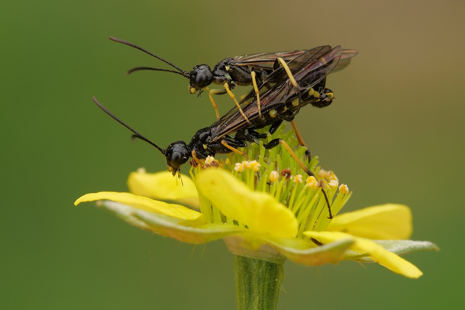 Cephus pygmaeus/Cephus cultratus – Ździeblarz pszeniczny/Ździeblarz ...