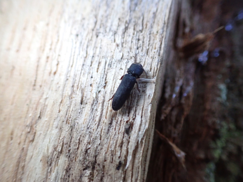 Melasis buprestoides – Gwozdnik bogatkowaty | Insektarium