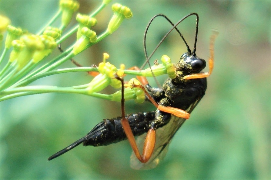 Pimpla rufipes – Kłowacz podżegacz | Insektarium