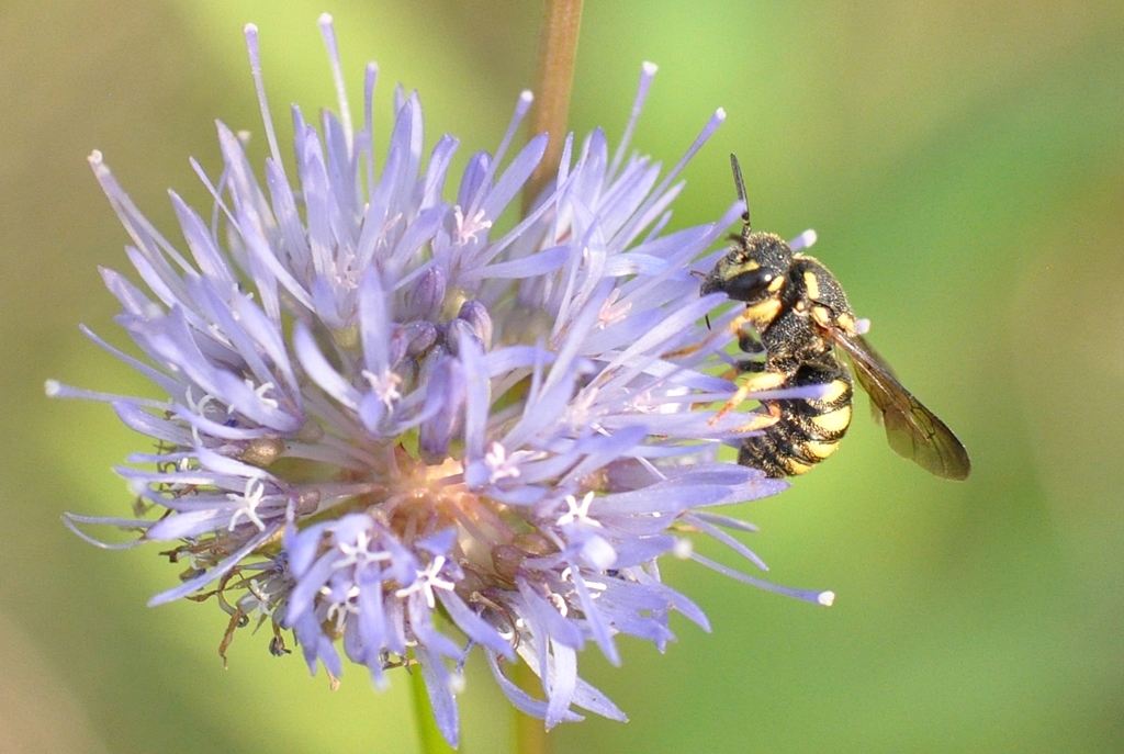 Stelis signata – Szmeronia makatkówka | Insektarium