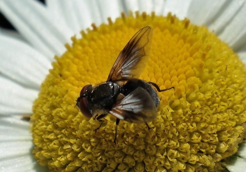 Elomya lateralis – Paśnica czarna | Insektarium