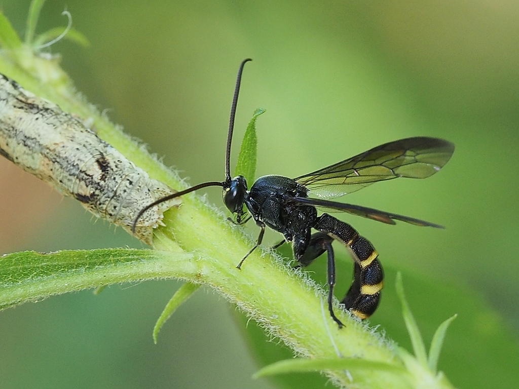 Metopius spp. – Czolce | Insektarium