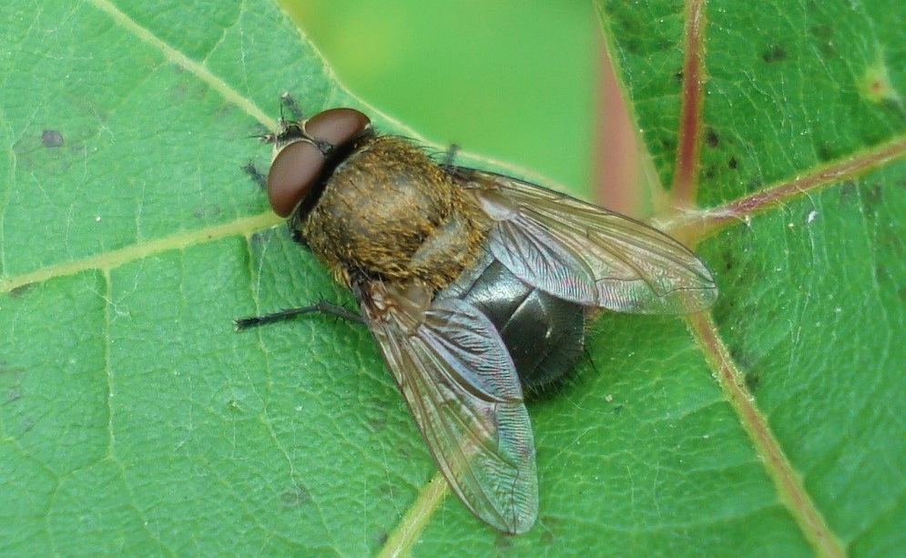 Pollenia spp. | Insektarium