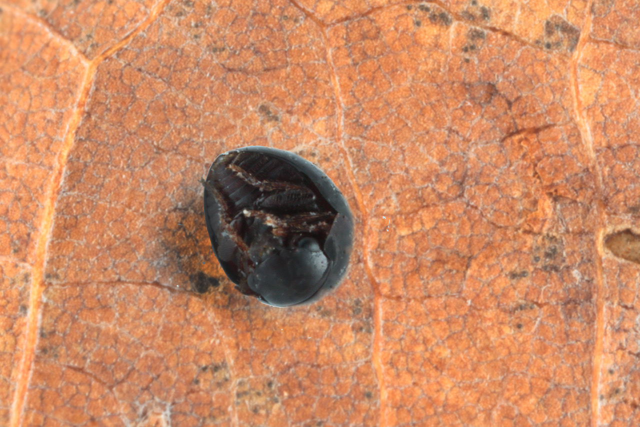 Agathidium rotundatum | Insektarium