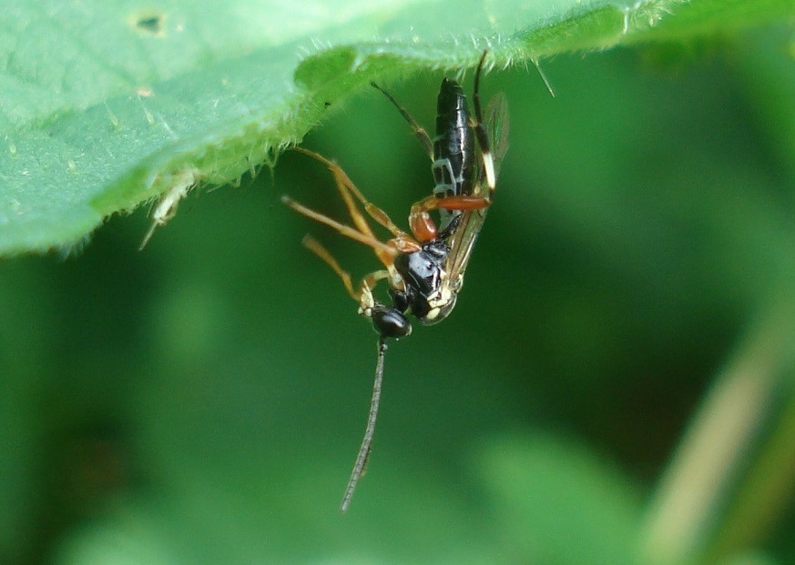 Diplazon tetragonus – Pięknisk dzieworodek | Insektarium