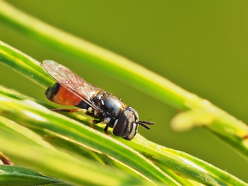 Paragus finitimus – Zgiętwa murawowa | Insektarium