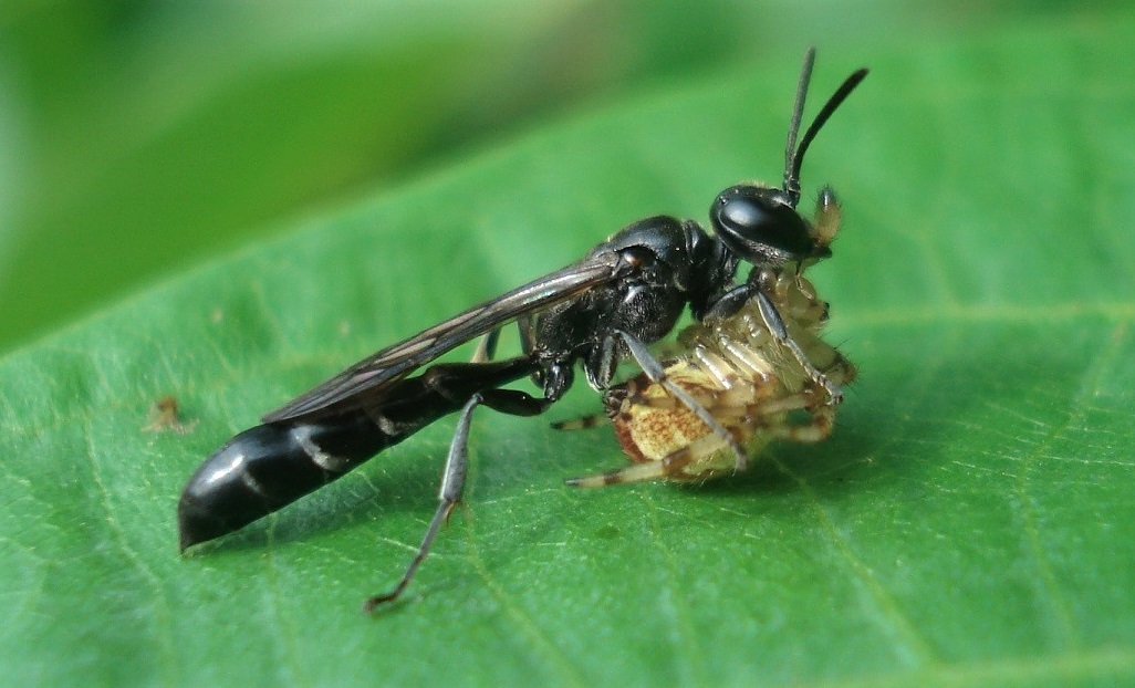 Trypoxylon spp. – Węgarniki | Insektarium