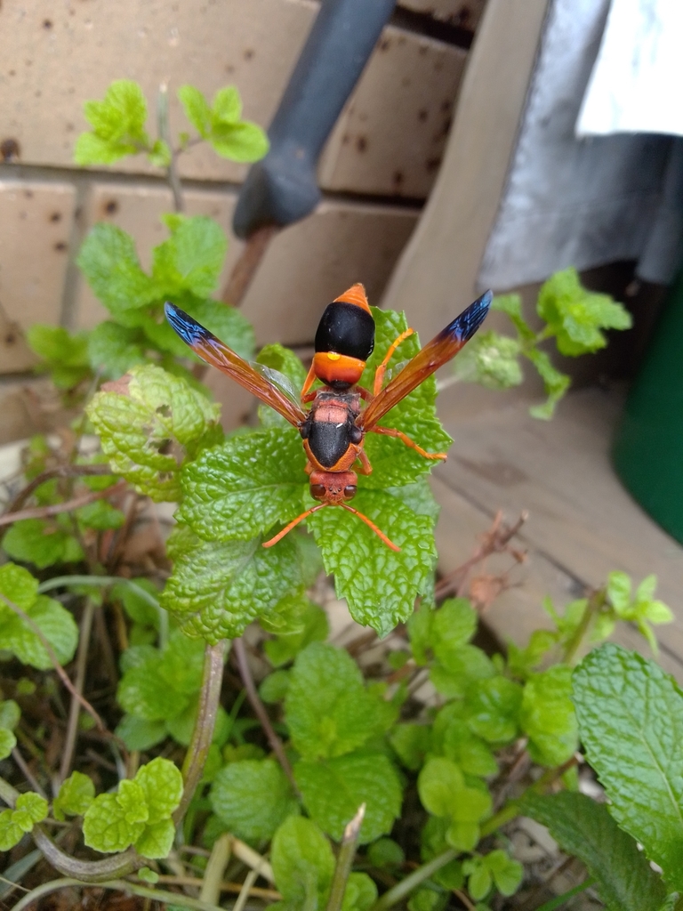 Abispa ephippium | Insektarium