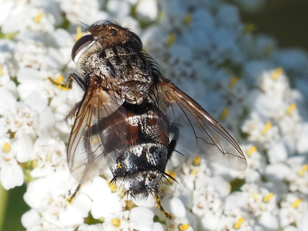 Gonia ornata – Czupura srebrnica | Insektarium