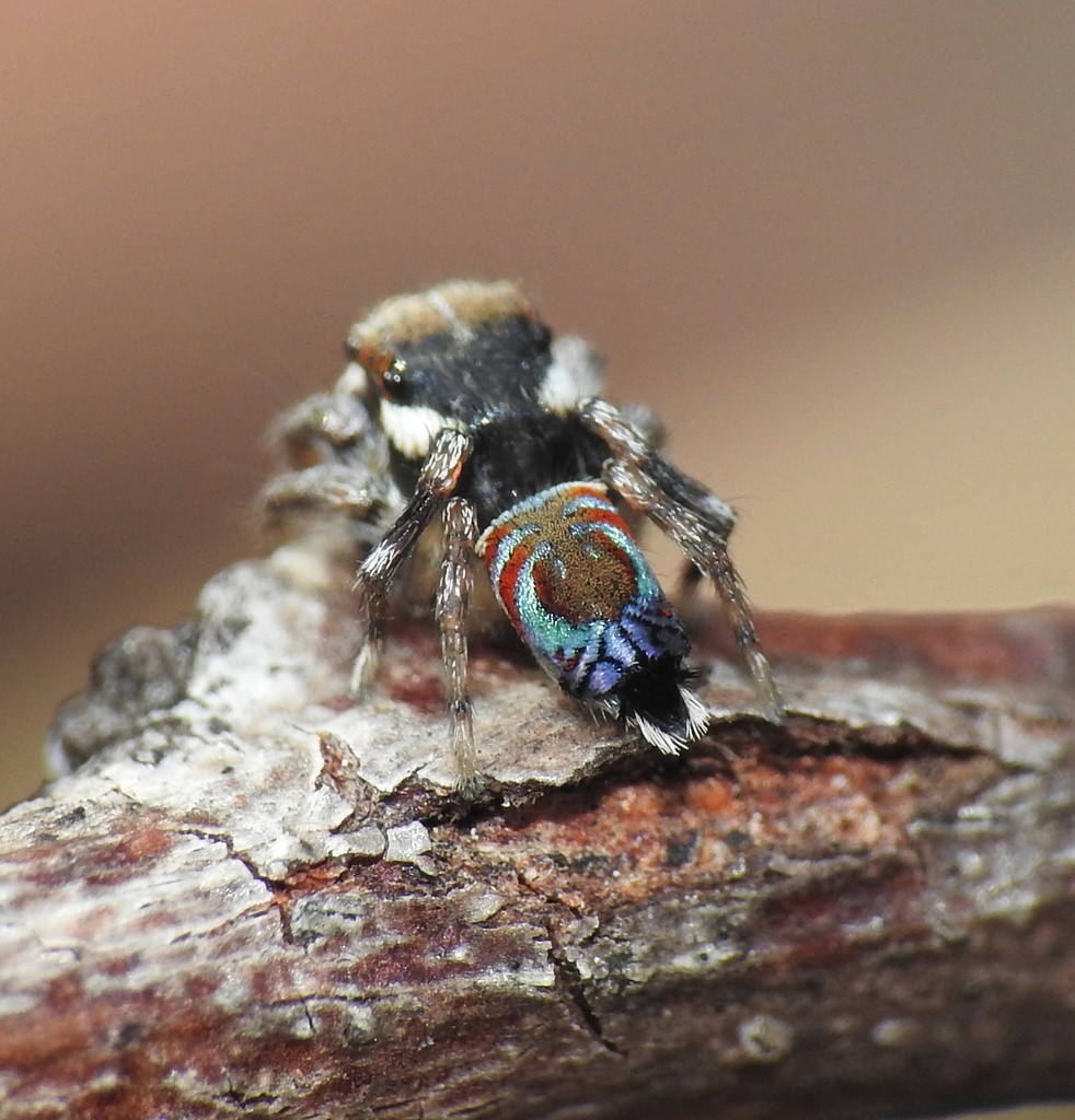 Maratus ottoi – Pawik tęczowy | Insektarium