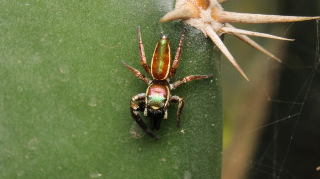Bagheera kiplingi | Insektarium
