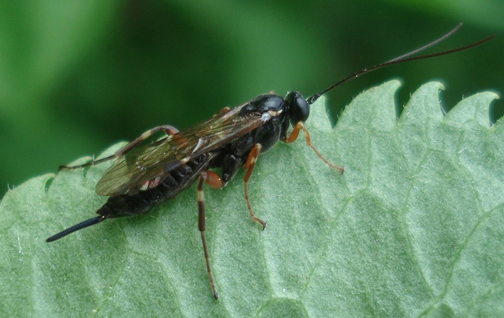Pimpla turionellae – Kłowacz zwójkowiec | Insektarium
