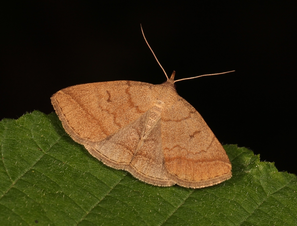 Zanclognatha lunalis | Insektarium