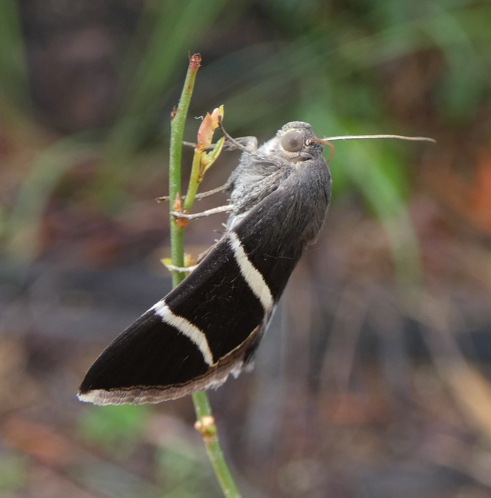 Grammodes justa | Insektarium