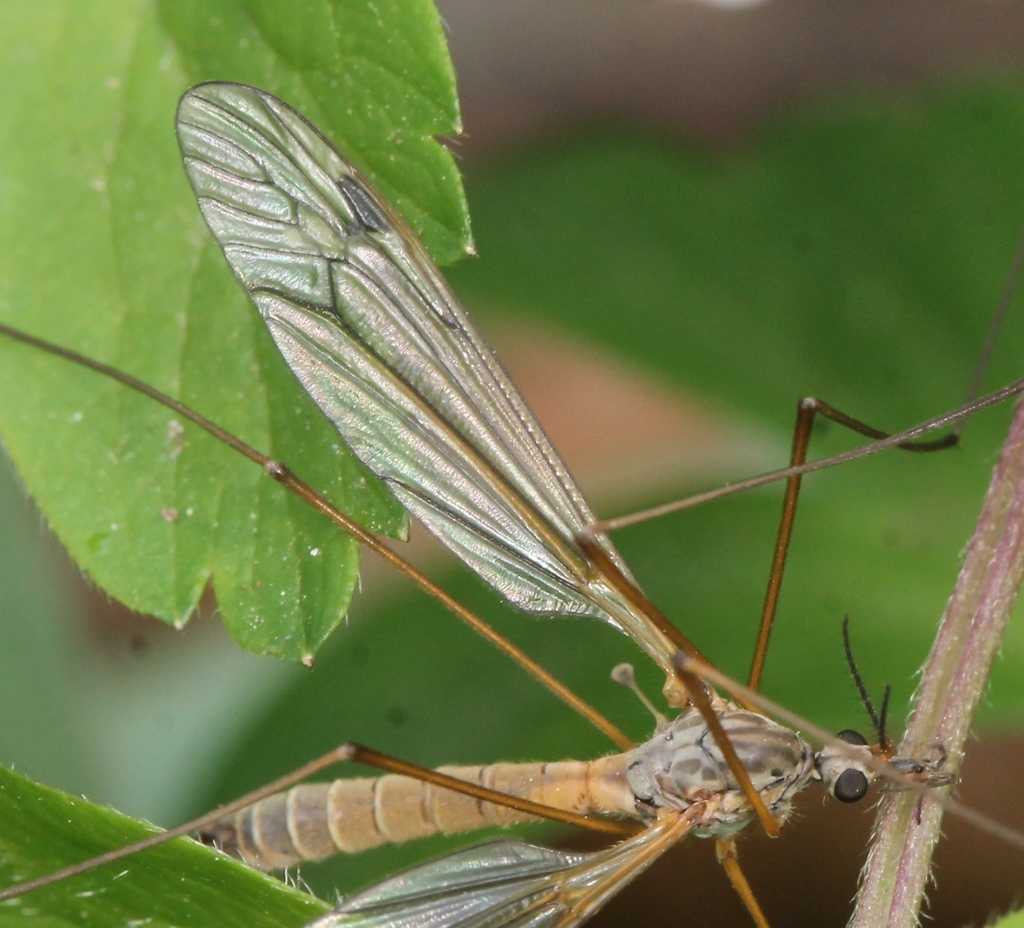 Tipula submarmorata – Koziułka podbarwiana | Insektarium